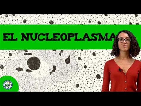 Nucleoplasma Que Es Qué Es El Nucleoplasma Y Su Función Resumen