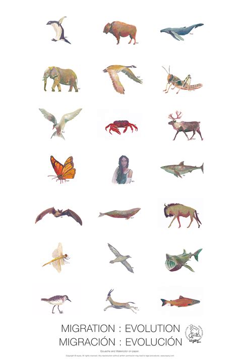 Migration Evolution Behance