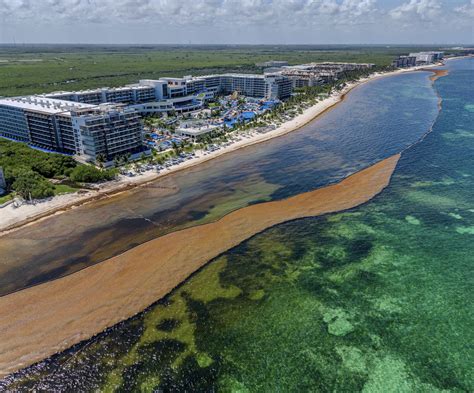 Massive Sargassum Surge Hits Top Mexican Beach Destinations In Rare