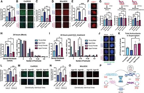 Sex Dependent Effects In The Aged Melanoma Tumor Microenvironment Influence Invasion And