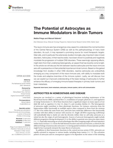 Pdf The Potential Of Astrocytes As Immune Modulators In Brain Tumors