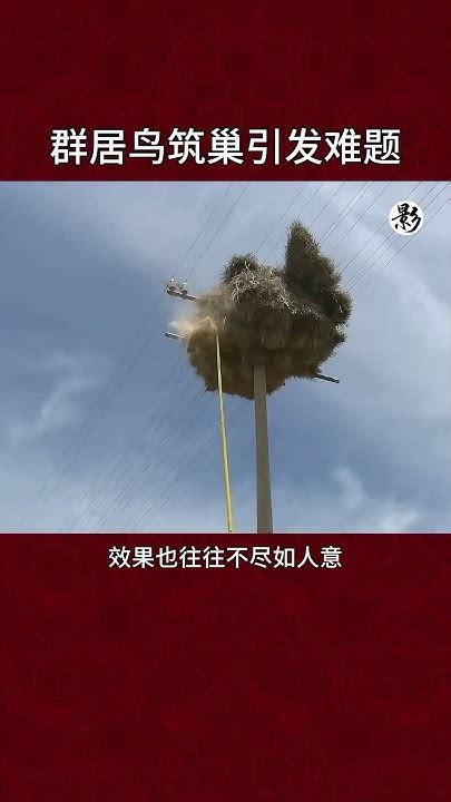 群居鸟筑巢引发难题 Youtube