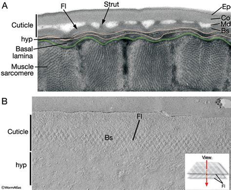 Handbook The Cuticle