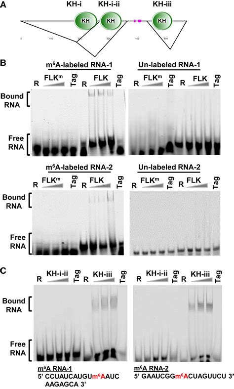Flk Is An Mrna M6a Reader That Regulates Floral Transition By