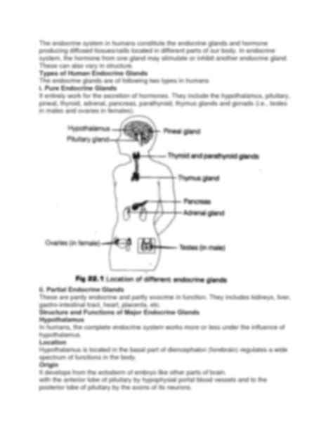 SOLUTION Endocrine System Studypool