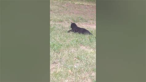 Ferocious Black Panther Caught A Python Youtube