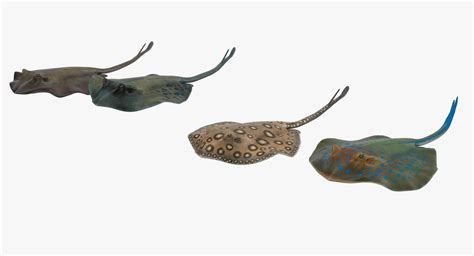 maya 용 stingray rigged collection 3d 모델 89 ma free3d