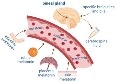 Melatonin A Neurotrophic Factor
