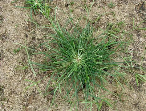 Goosegrass Weedalert