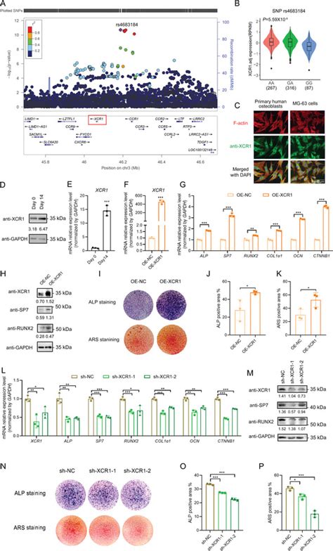 runx2 phase separation mediates long‐range regulation between