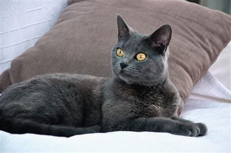 Kartäuserkatze Charakter Aussehen Und Haltung Der Katzenrasse