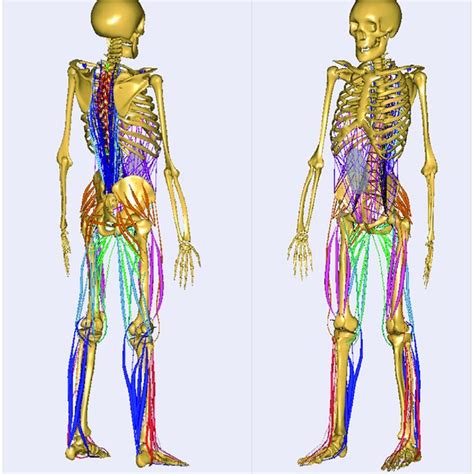 The Constructed Musculoskeletal Model Using The Anybody Modeling