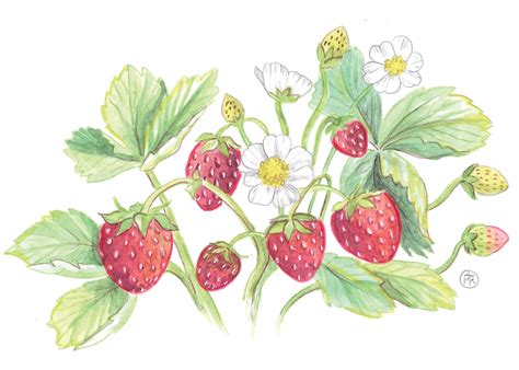 Strawberry Plant