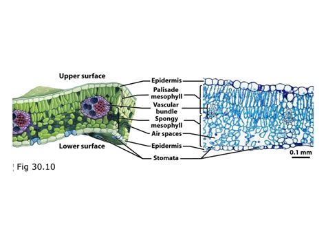 Ppt The Leaf Powerpoint Presentation Free Download Id2028678