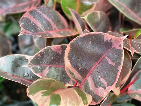Rubber Tree Plant Ruby Plants For Spaces Rubber Tree Plant Ruby Plants For Spaces