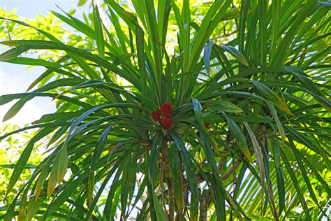 Pandanus Polycephalus Pandanaceae