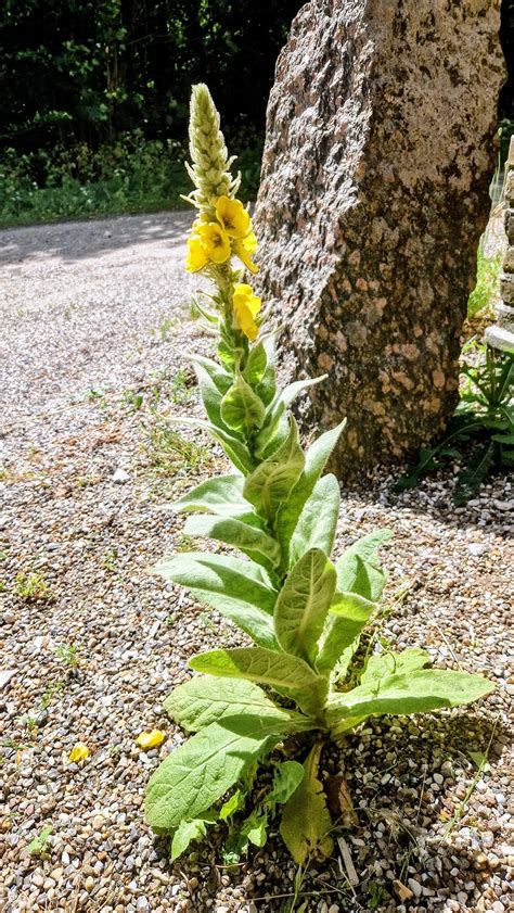 Verbascum Thapsus Plant Lets Learn About Mullein Verbascum Thapsus