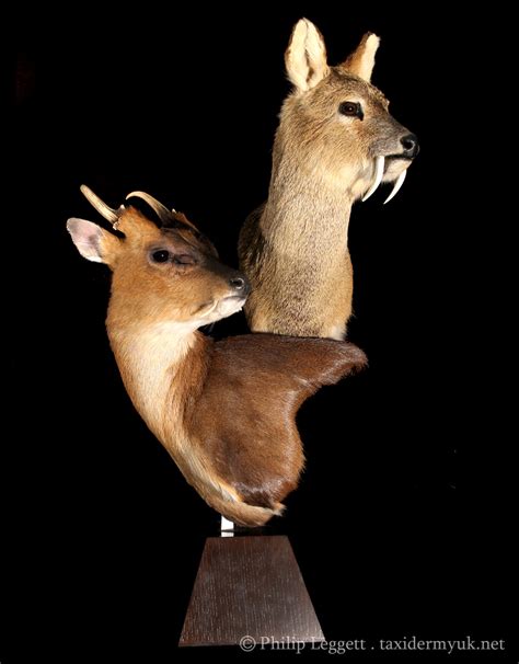 Chinese Water Deer Gold Medal