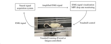 Fatigue Controlled Experimental Platform Rat Was Running On The Download Scientific Diagram