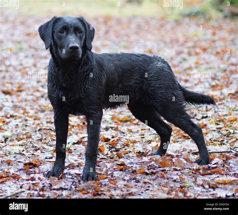 Six Month Old Black Labrador Puppy Standing Side On In The Leaves Stock