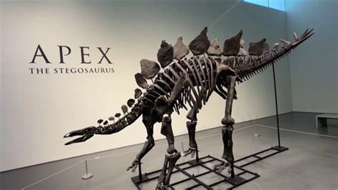 Stegosaurus Fossil The Most Expensive Ever To Go On Display In Nyc