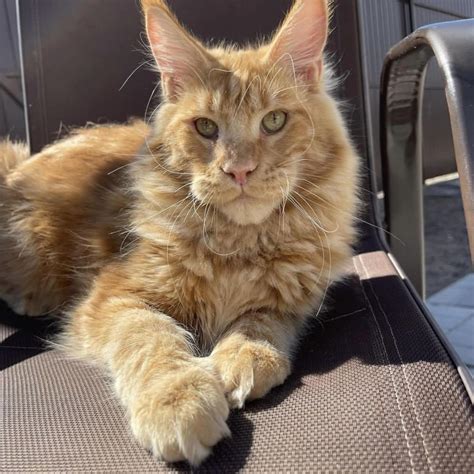 Extra Large Maine Coon Kittens For Adoption