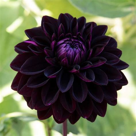 Dahlia Jowey Midnight Ball Dahlia Black Dalia Flower Purple And