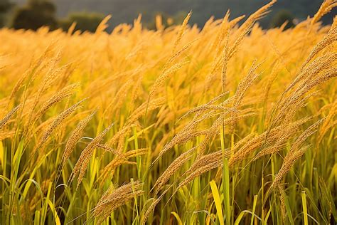 아침에 황금 논 가을 높은 해상도 필드 배경 일러스트 및 사진 무료 다운로드 Pngtree