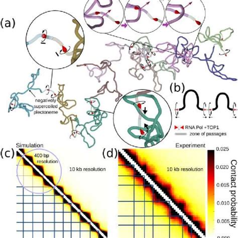 9 Transcription Induced Supercoiling Drives Chromatin Loop Extrusion By