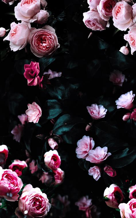 Black Floral Wallpapers 4k Hd Backgrounds On Wallpaperbat