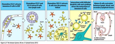7 Antibody Antigens And Effector Functions Flashcards Quizlet
