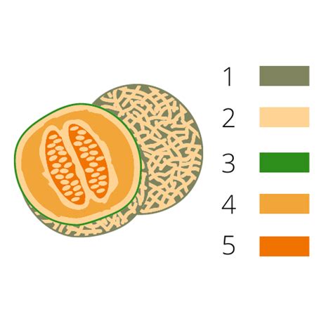 Melon Embroidery Design 7 Sizes Machine Embroidery Design Melon