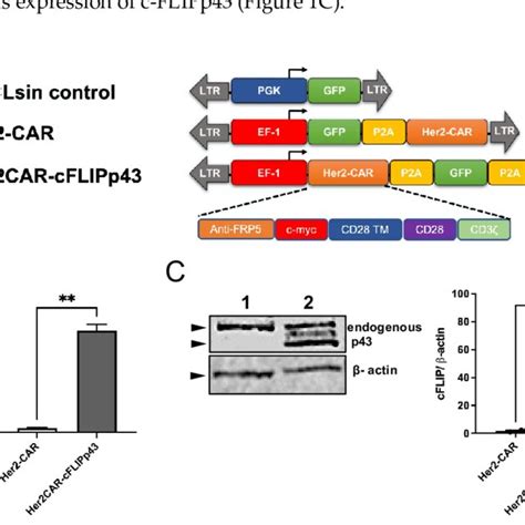 Comparison Of Car Expression In Vitro Cytotoxicity And Cd69 Activation Download Scientific