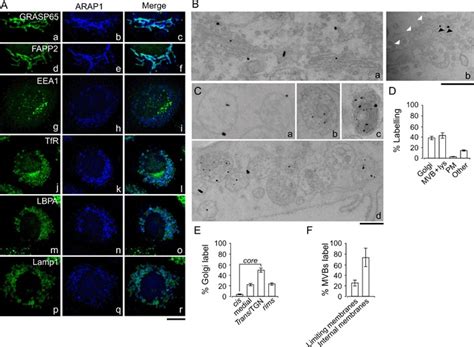 Arap1 Localizes At The Pm The Golgi Complex And In The Endolysosomal