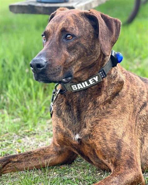 Doberman Mixes 45 Different Doberman Pinscher Crossbreeds
