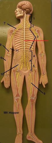 Lab Nerve Plexus Model Flashcards Quizlet