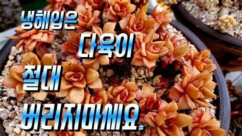 꽃샘추위에 냉해입은 다육이 절대로 따뜻한곳으로 옮긴다든지버리지 마세요옥상다육이 걸이대다육이 Succulent 多肉植物 Youtube