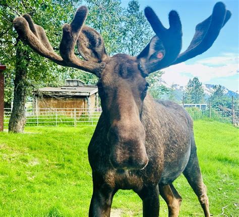 Holland America Line Joins Awcc In Welcoming Eland The Moose