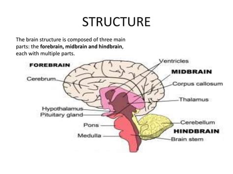 Structure Of Brainpptx