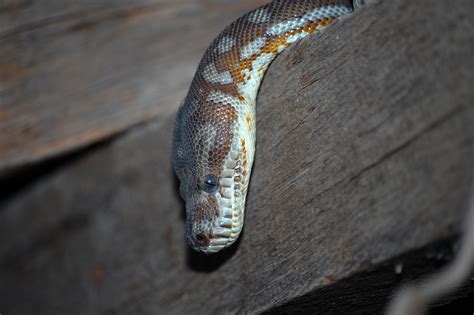Centralian Carpet Python Morelia Bredli