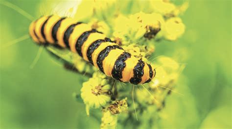 🐛 Comprendre La Chenille Jaune Et Noir La Chenille Processionnaire Et