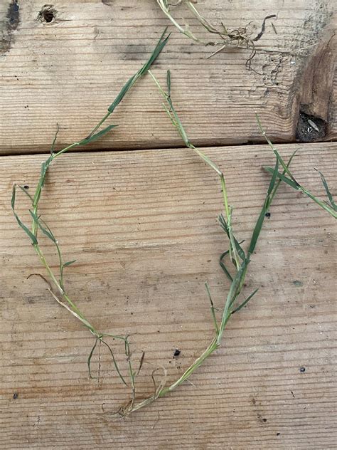 Weedgrass Identifier Rlawncare