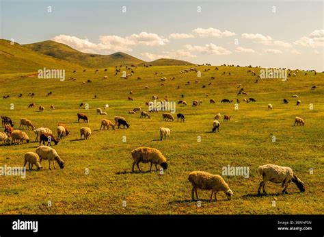 Sheep And Goats Grazing Bogd Khan Mountain Protected Area Mongolia