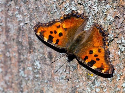 Large Tortoiseshell Butterfly Conservation