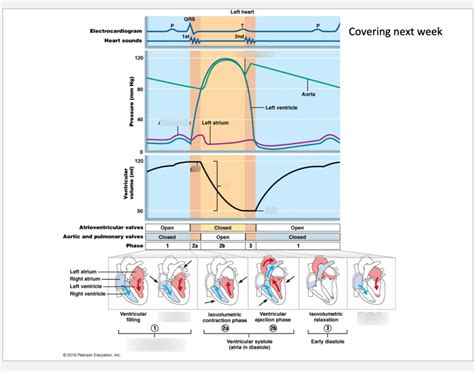 Cardiac Cycle Part 1 Diagram Quizlet