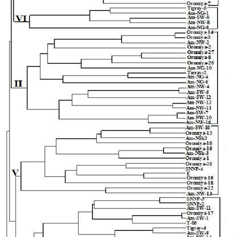 Dendrogram Generated Based On Mean Values Of Quantitative Traits