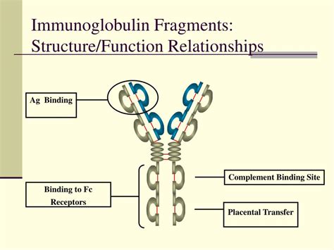 Ppt Immunoglobulins Structure And Function Powerpoint Presentation Free Download Id 5612144