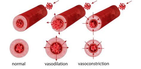 Take The Quiz To Learn About Vasoconstriction And Vasodilation Quiz And Trivia