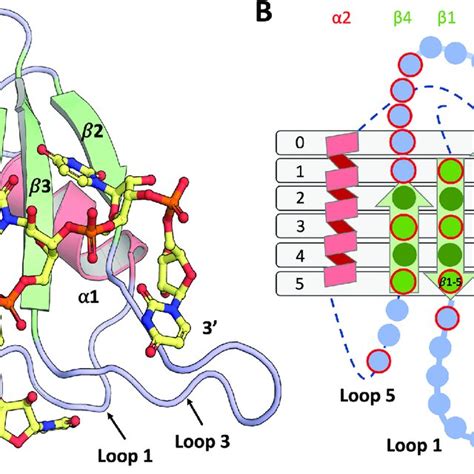 A Cartoon Representation Of The Sex Lethal Rrm1 Protein In Complex