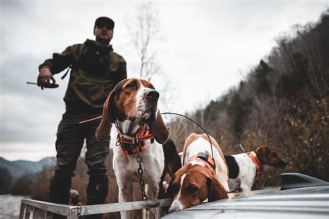 The Tennessee Rabbit Hunting Season 2026 Hunter ™